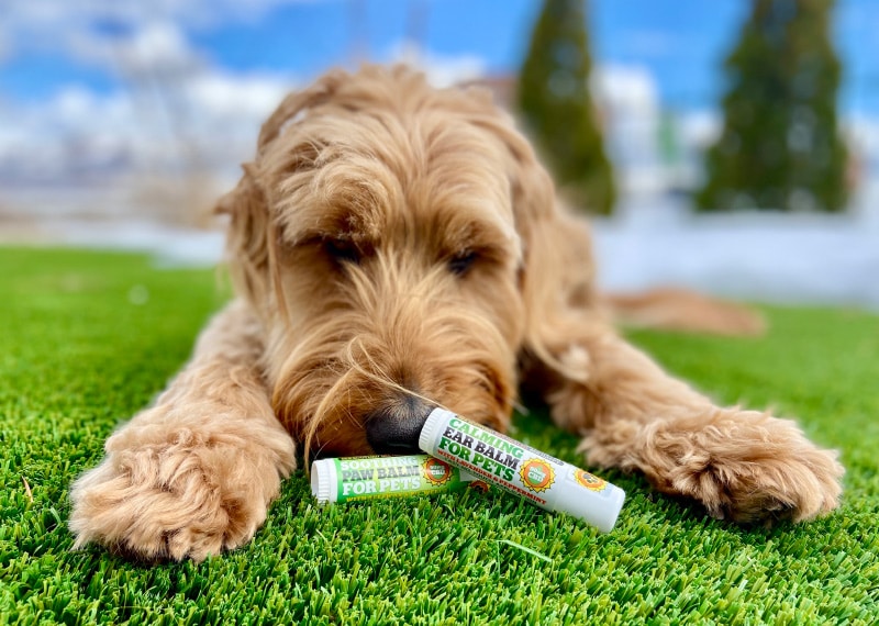 Colorado Hemp Honey CBD Pet Balm Review 2024: Our Expert’s Opinion