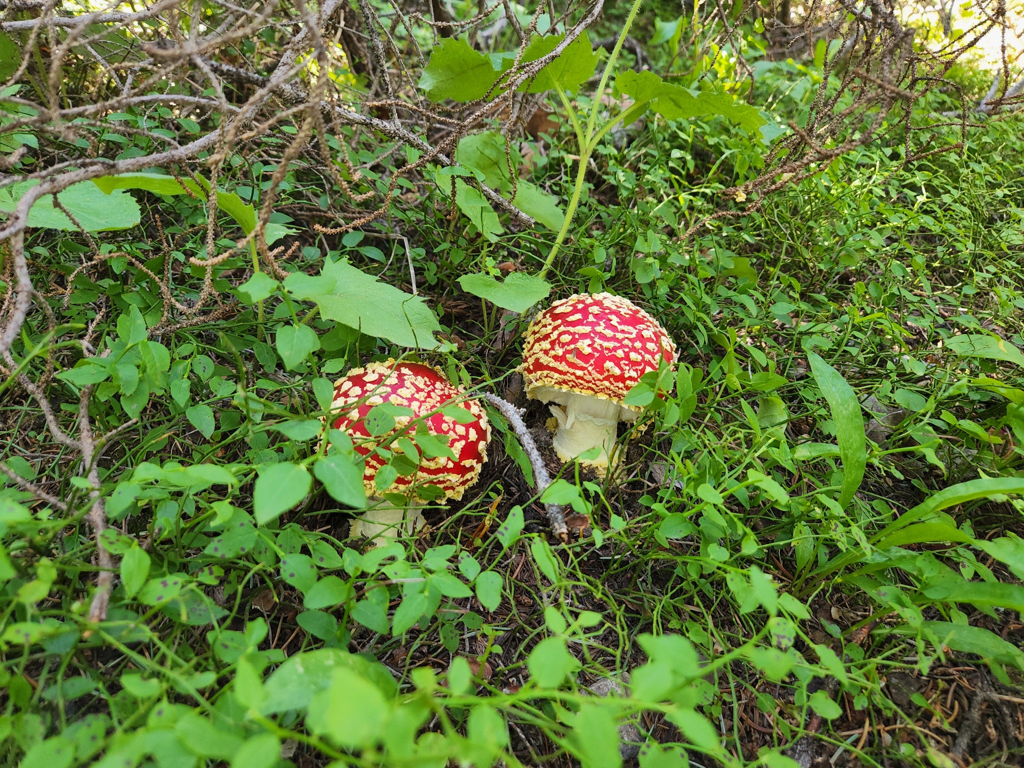Amanita Muscaria Gummies - 5mg Muscimol Extract Each – Colorado Hemp Honey