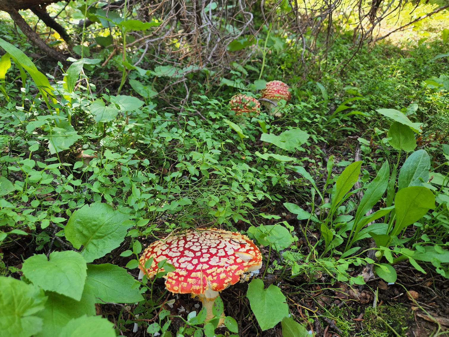 Amanita Muscaria Gummies - 5mg Muscimol Extract Each – Colorado Hemp Honey